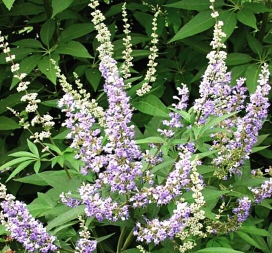 Vitex - Dwarf (Vitex agnus-castus)