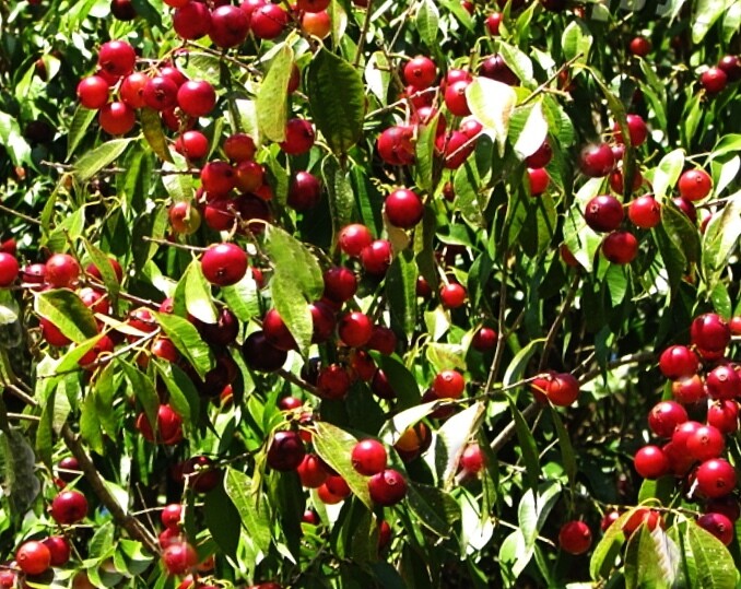 Guaburiti (Plinia rivularis)