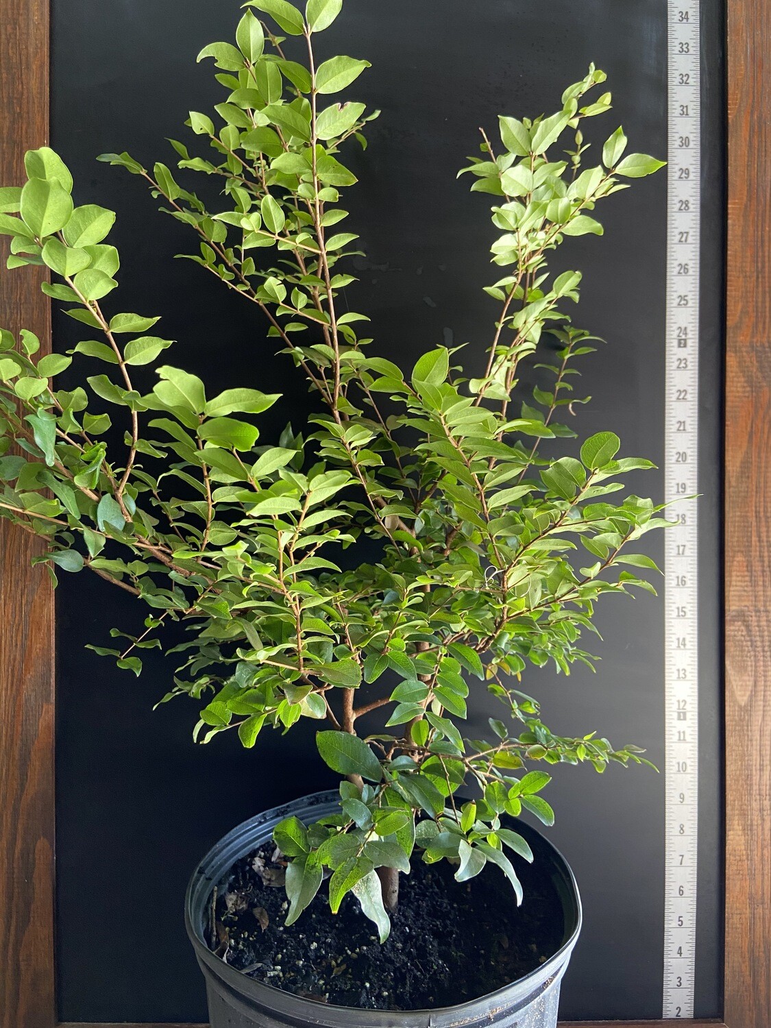 Sabara Jaboticaba Tree - Taste Brazil's Sweet Paradise! 🌴🍇