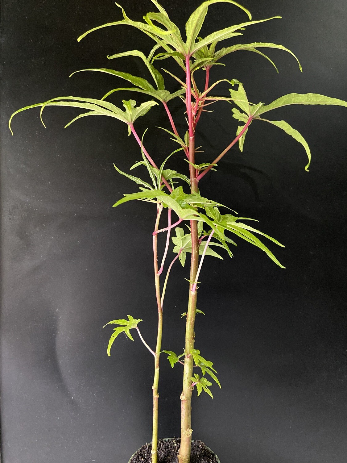 Hibiscus - Chief Kubo's Pride B2G1 (Abelmoschus manihot) Edible Leaf ...