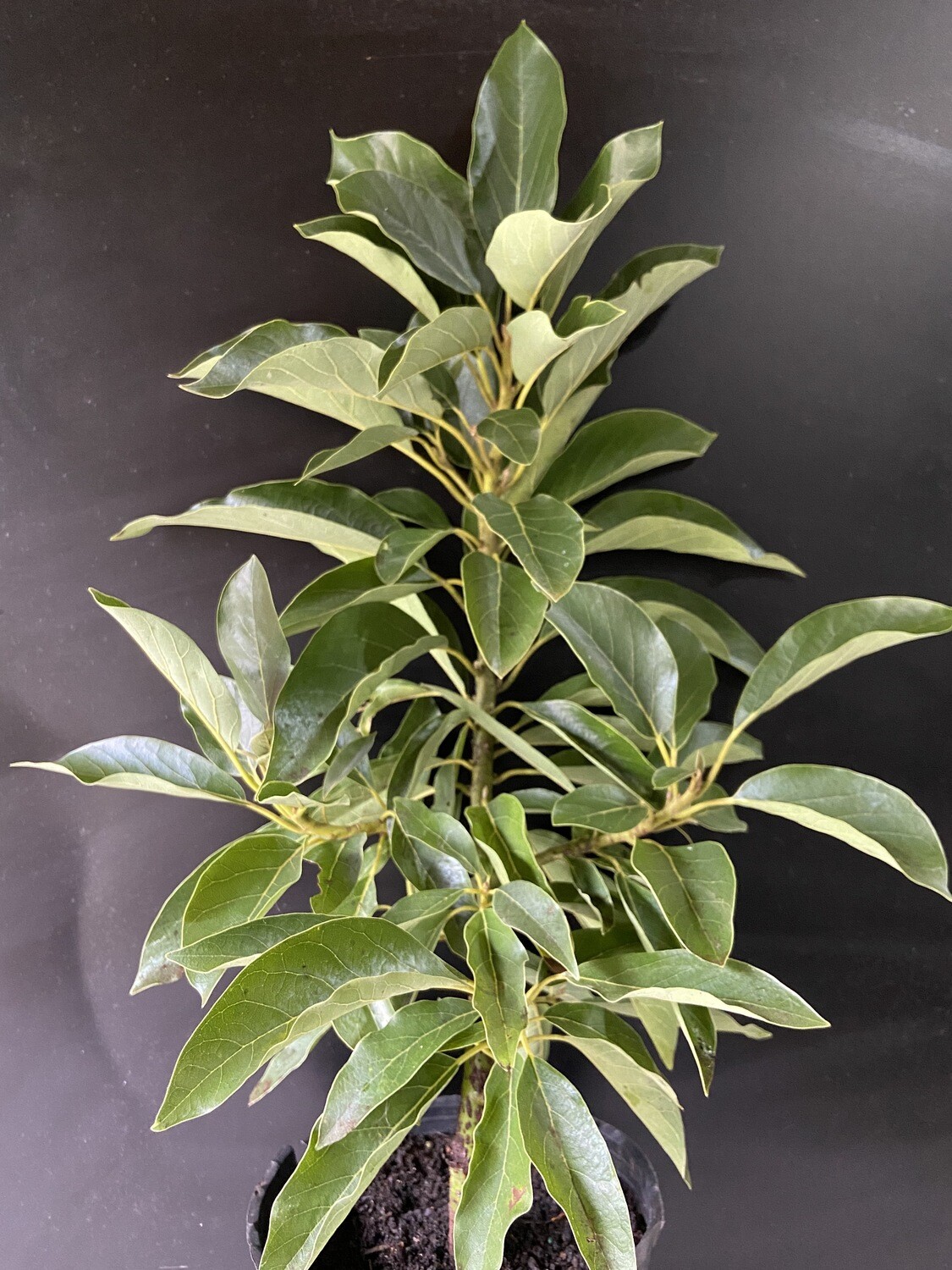 Avocado - 'Hall', Persea americana - 1G