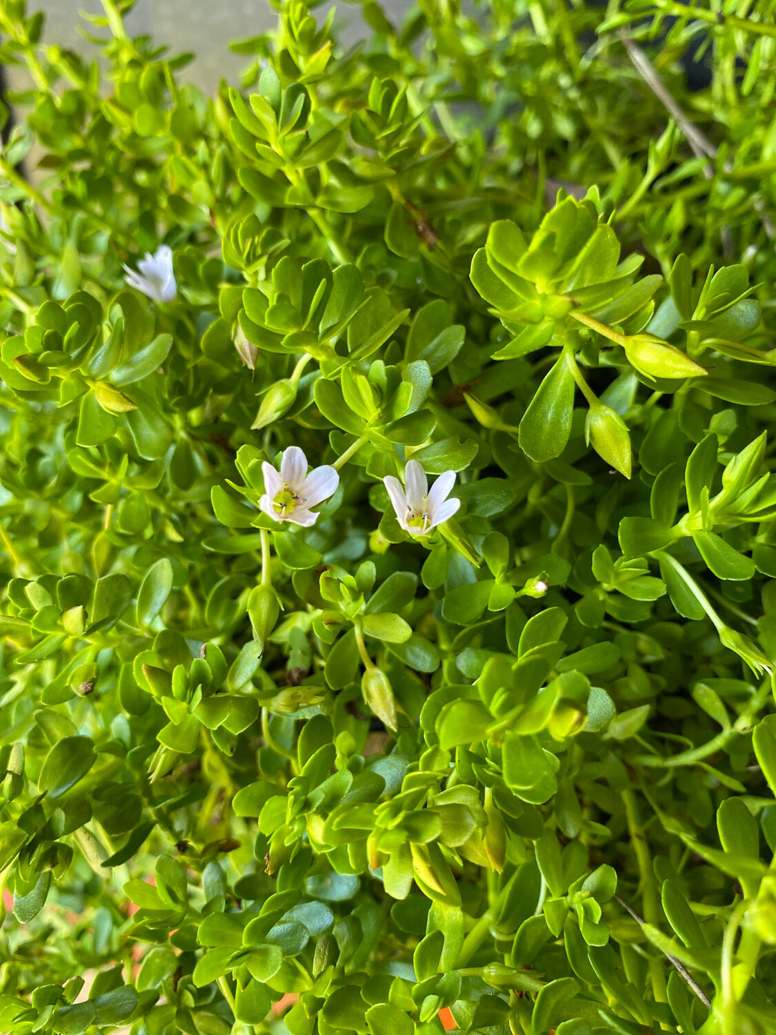 Bacopa Monnieri - The Natural Brain Booster | GreenDreams Nursery 🌿