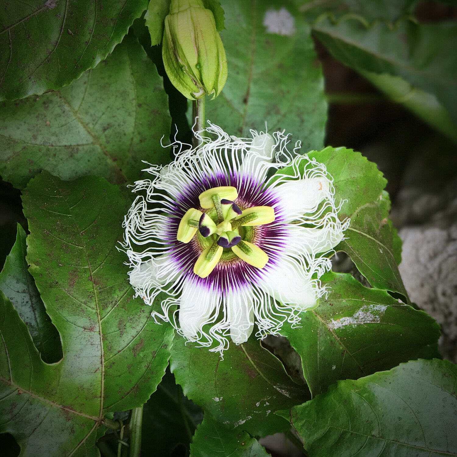 Exotic Purple Possum Passionfruit Plant 🌴 - Buy Online Today!