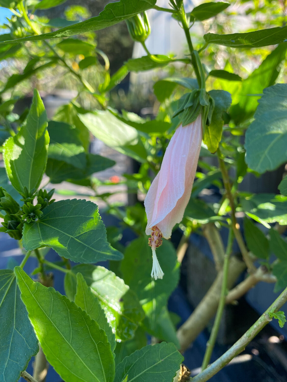 Pink Turk's Cap Hibiscus: Sweet, Versatile, and Vibrant! 🌸