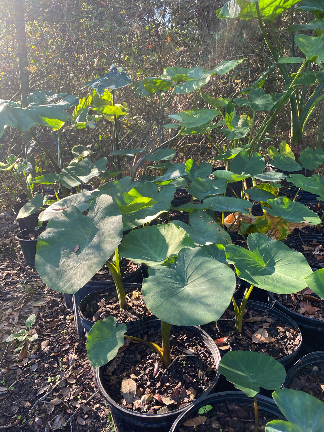 Taro - Puerto Rican (Colocasia esculenta) 3G