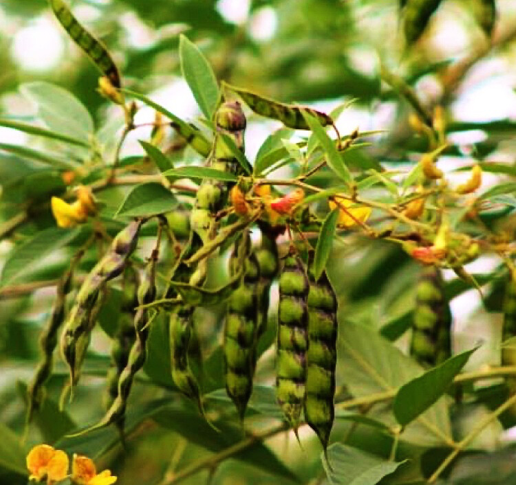 Discover 'Black' Pigeon Pea 🌱 - GreenDreams Organic Nursery