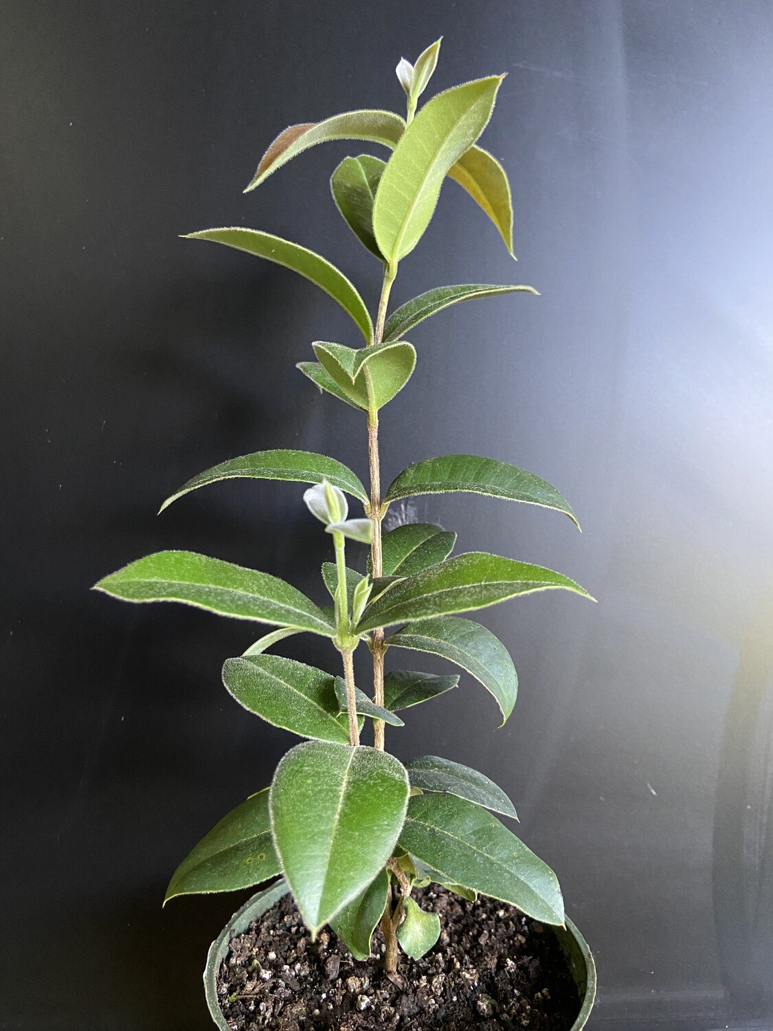 Discover Guabiju: Unique Fruit Tree for Your Garden! 🌱🌟
