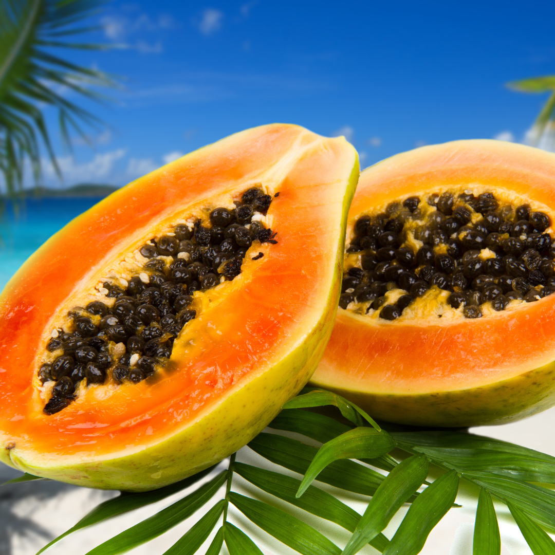 Papaya - Sunset (Carica pubescens) 4"