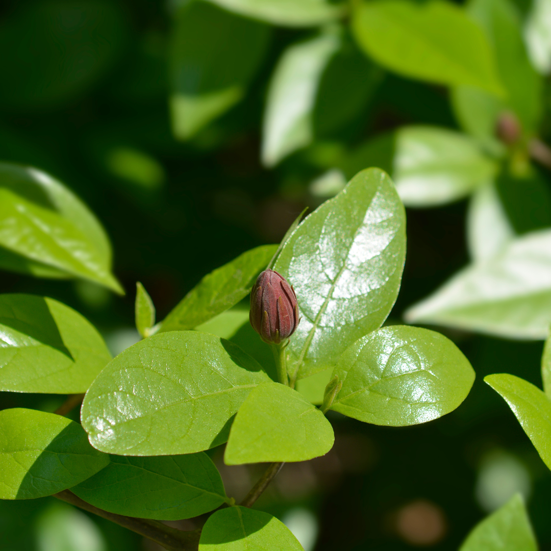 Buy Organic Allspice Trees: The One-Stop Spice for Culinary & Aromatic ...