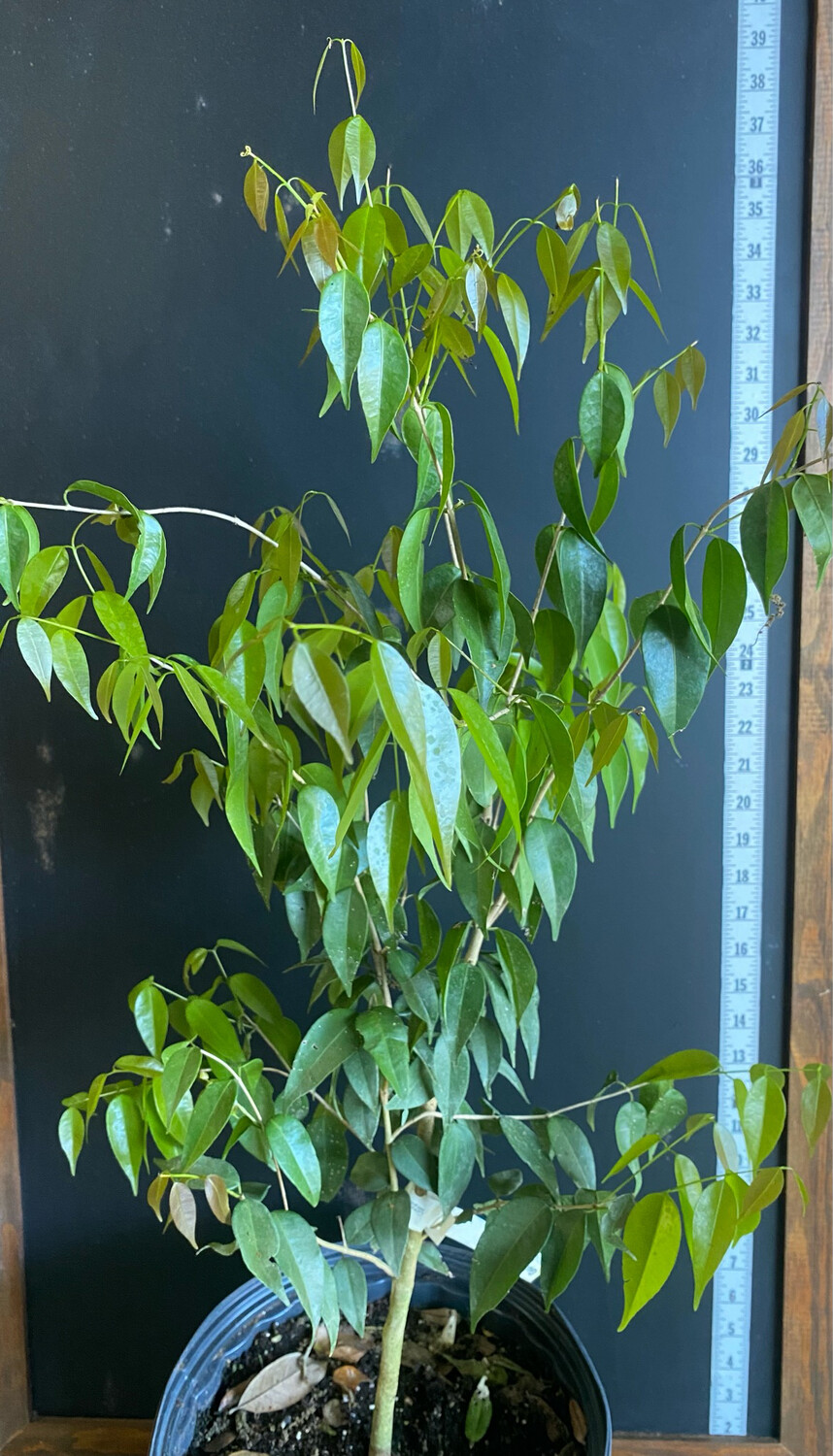 Guaburiti (Plinia rivularis) - Live Plant 🌱 | Exotic Flavor for Your Garden