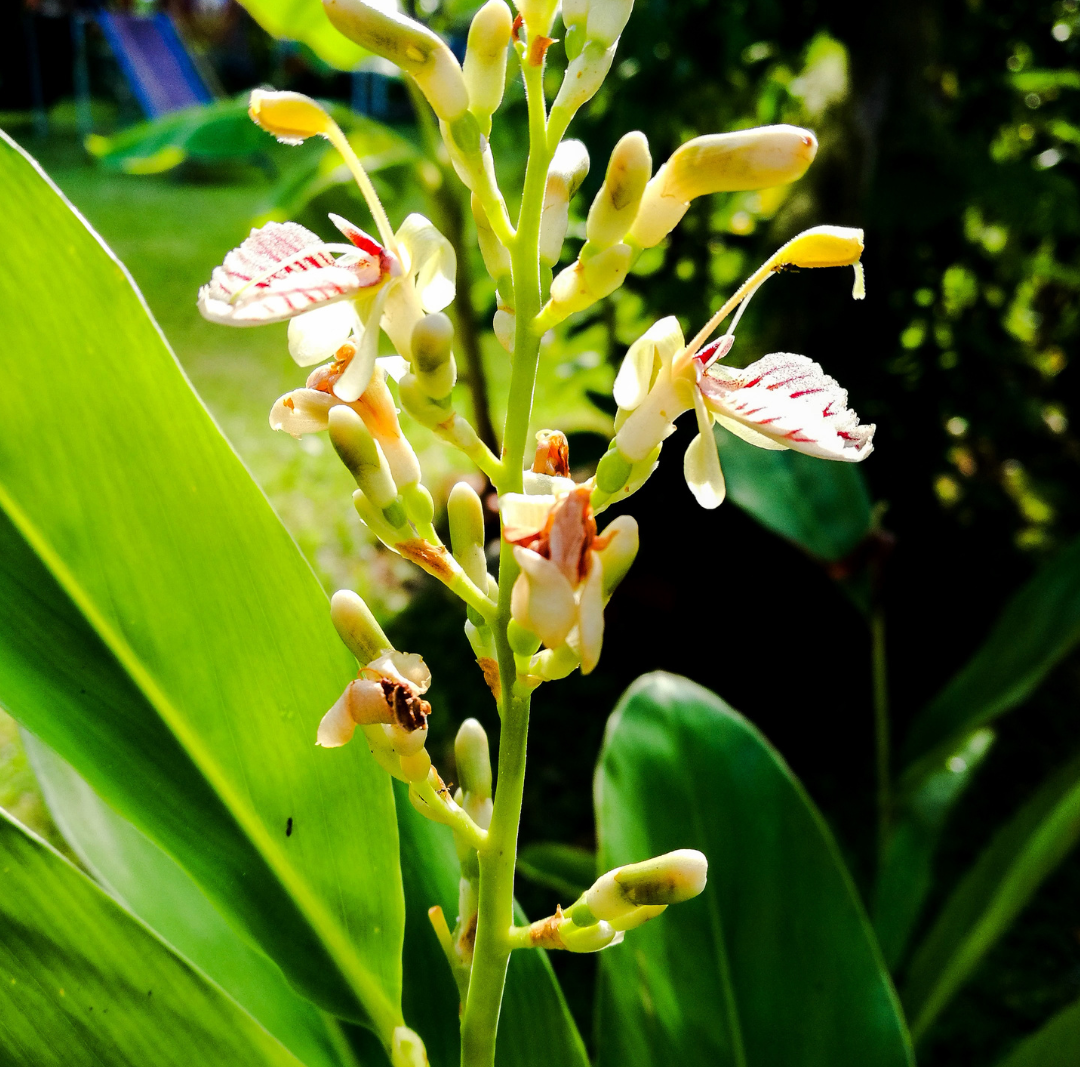 🌿 Greater Galangal Plant: Thai Ginger's Culinary & Medicinal Star 🌿