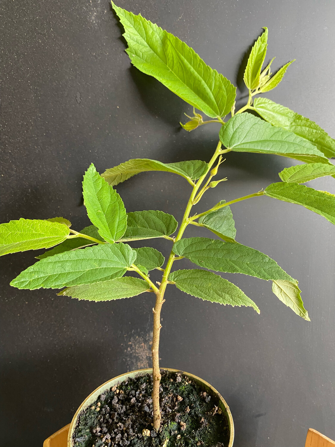 Exotic Yellow Jamaican Cherry Tree 🌳 | Fast-Growing & Delicious