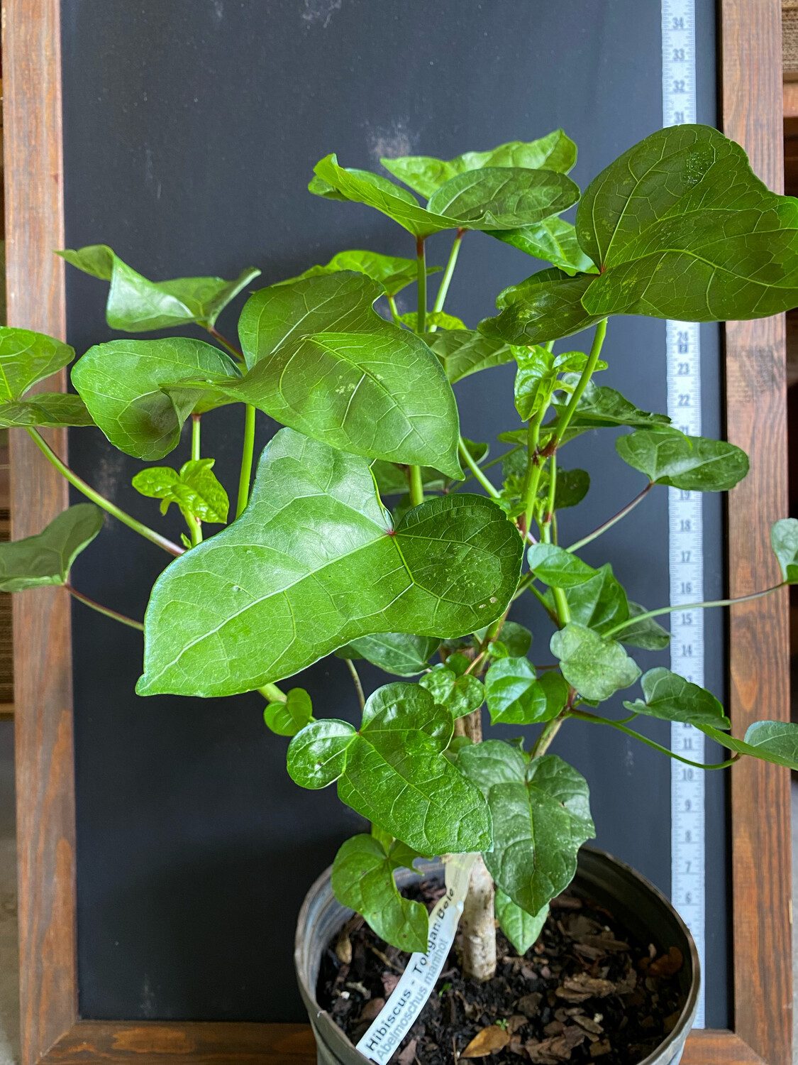 🌿 Tongan Spinach: Tropical Marvel for Ultimate Garden & Culinary Bliss! 🌺