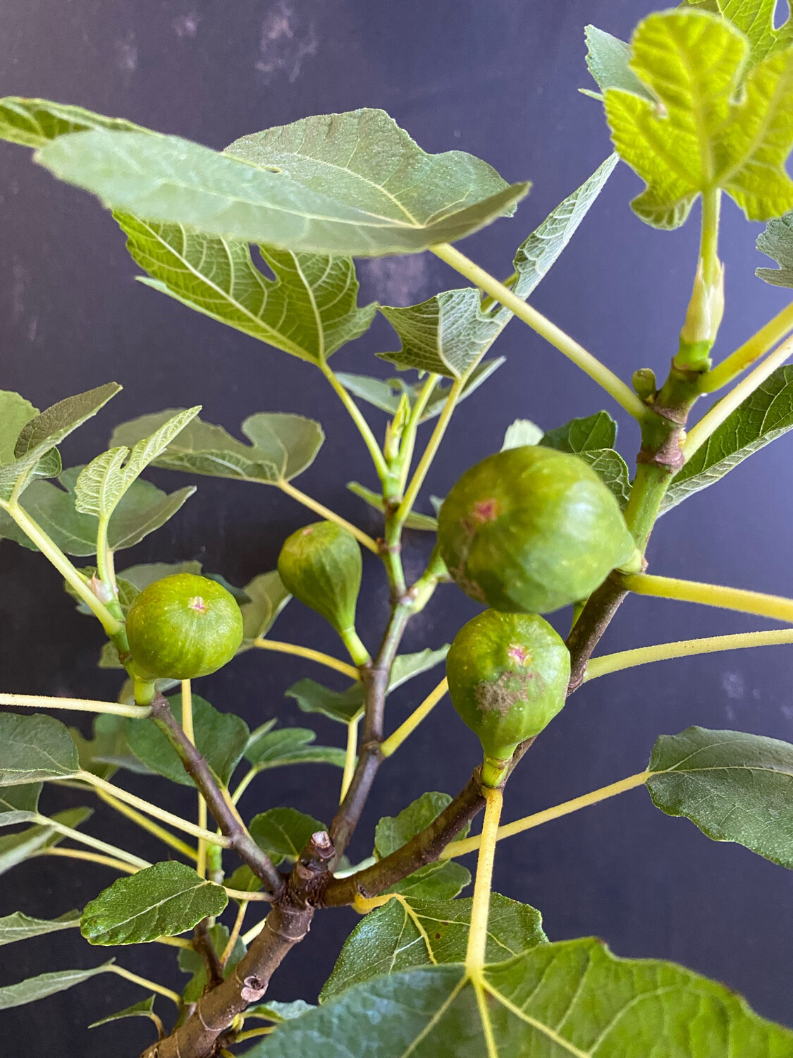 Delicious 'Bears Black' Fig Tree 🌿 | GreenDreams Nursery