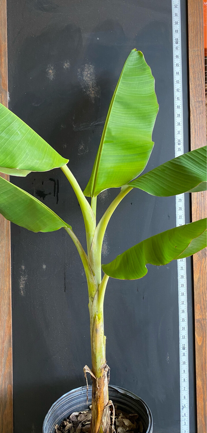 Buy Dwarf Orinoco Banana | Exotic Flavor | GreenDreams