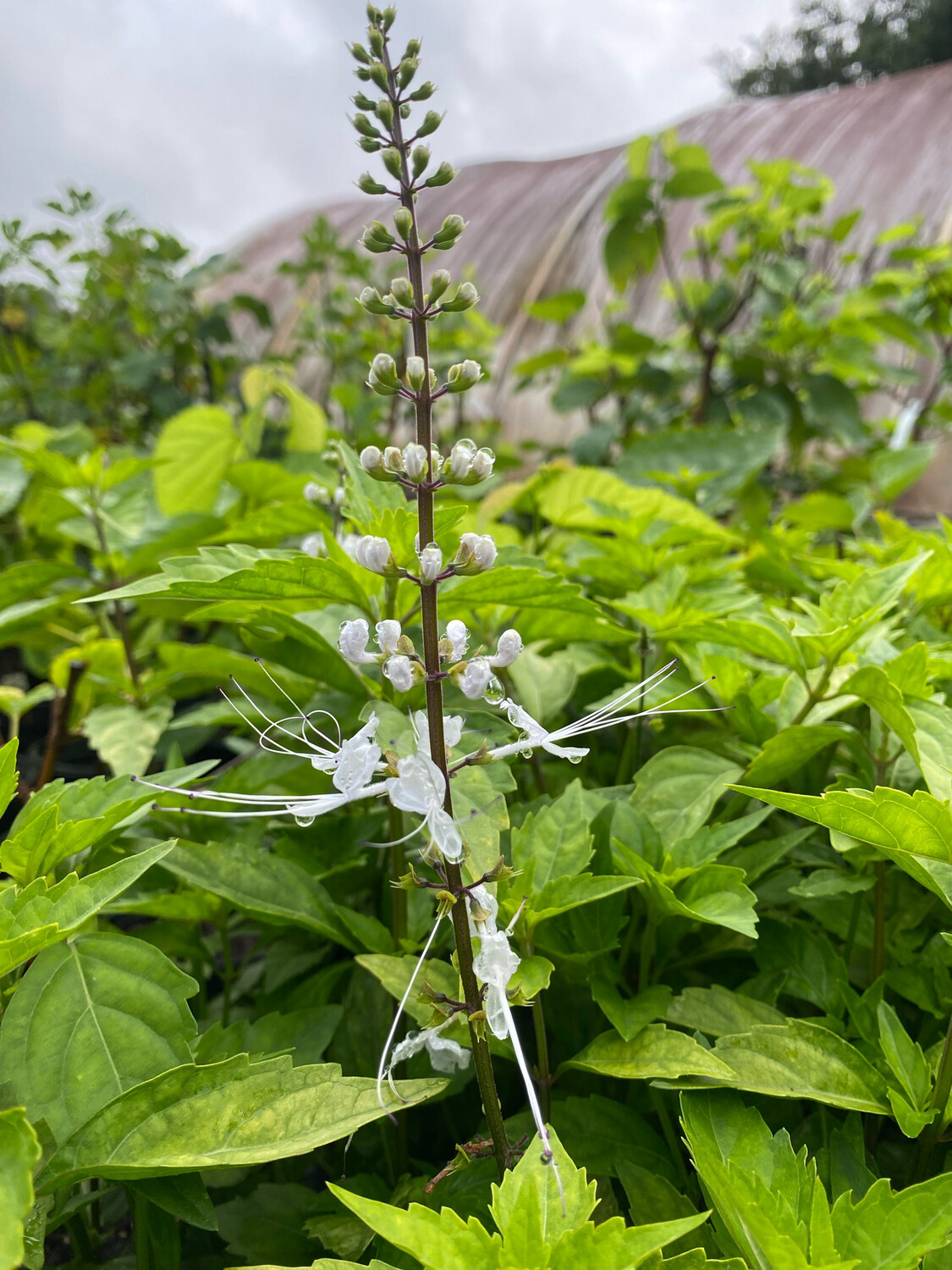 Buy Organic Cat Whiskers Plant - Health-Boosting Java Tea Herb at ...