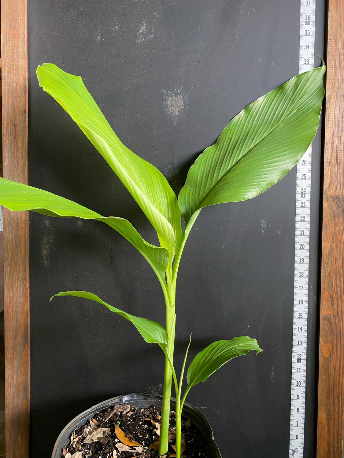Mango Ginger Plants at GreenDreams: Subtropical Enigma Available Online! 🌱🛒
