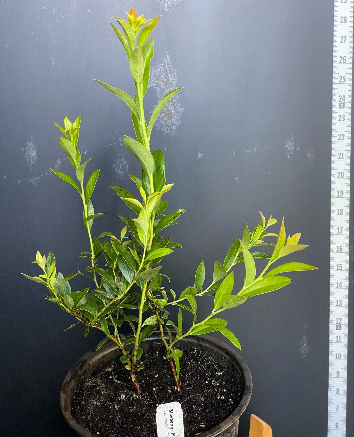 Pink Lemonade Blueberry Plant - Sweet & Unique | GreenDreams Nursery