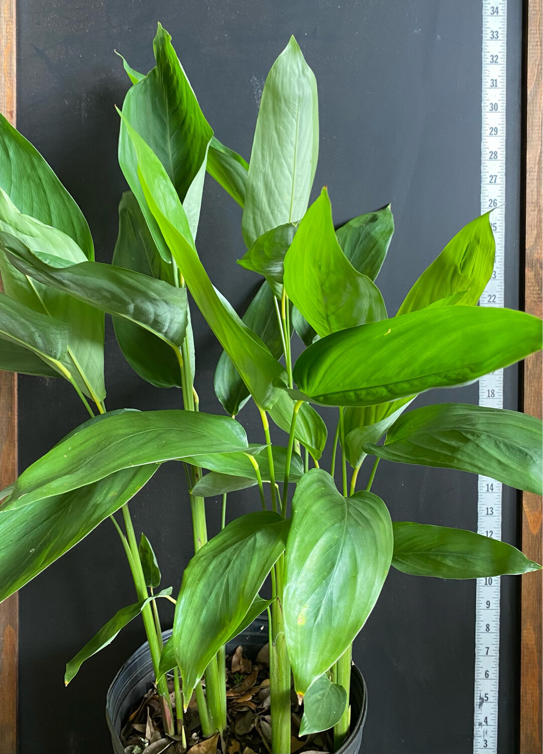 Arrowroot Plants at GreenDreams 🌱 | Ancient Edible & Medicinal Gem