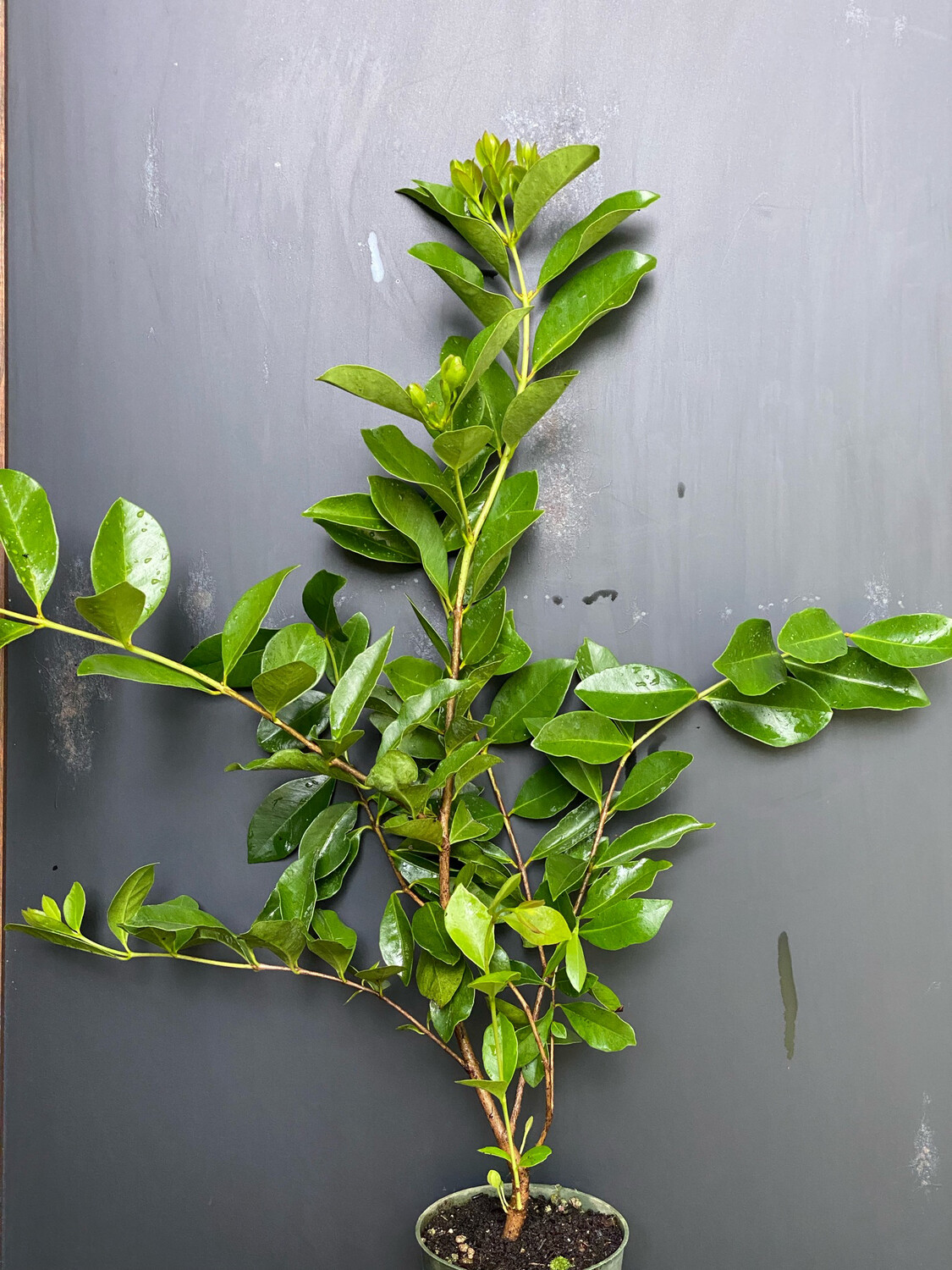 Strawberry Cattley Guava Tree: Taste the Tropics in Your Garden! 🌴🍓