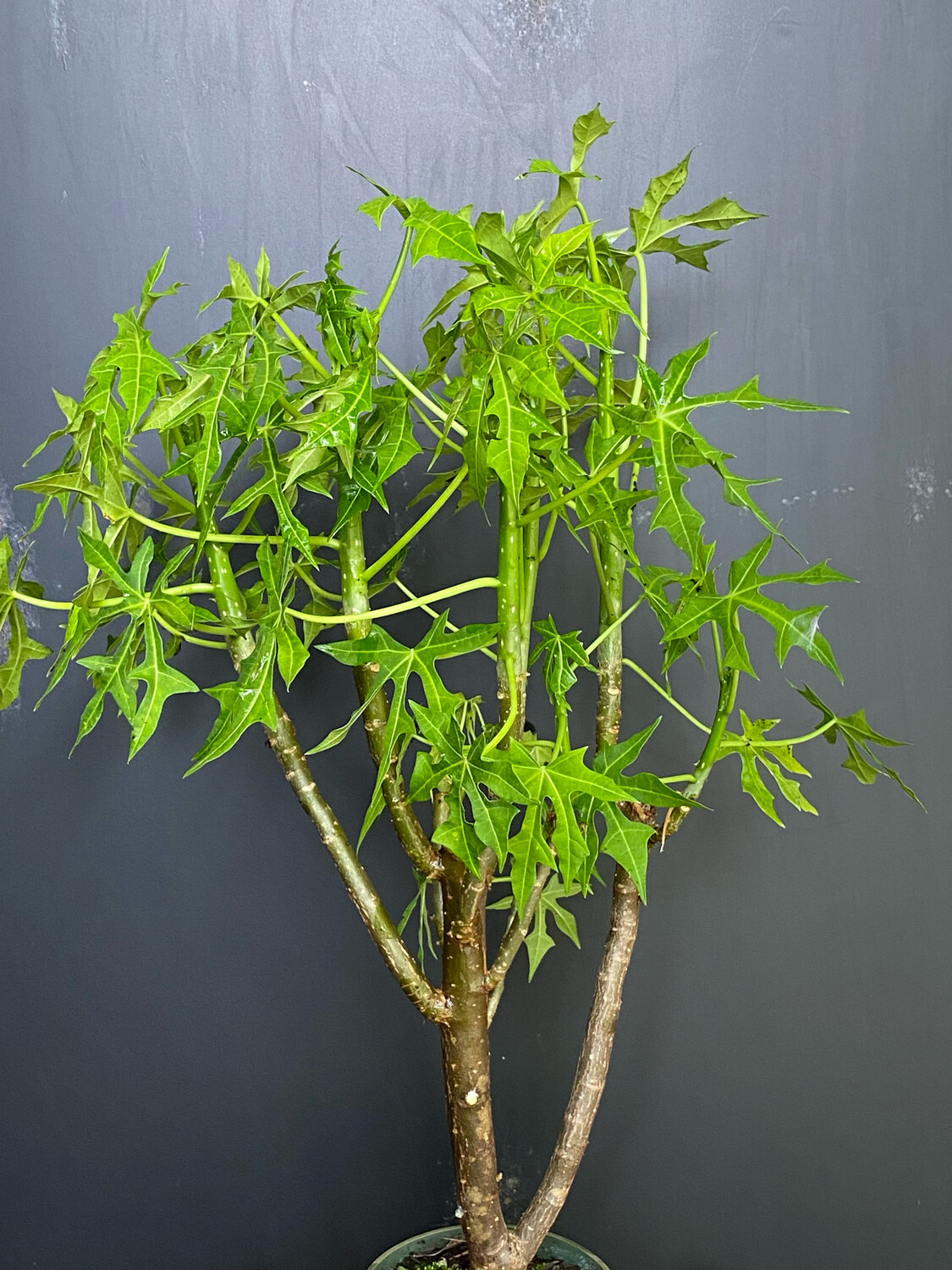 Buy Dwarf Chaya: The Ultimate Superfood Plant | GreenDreams Online Nursery