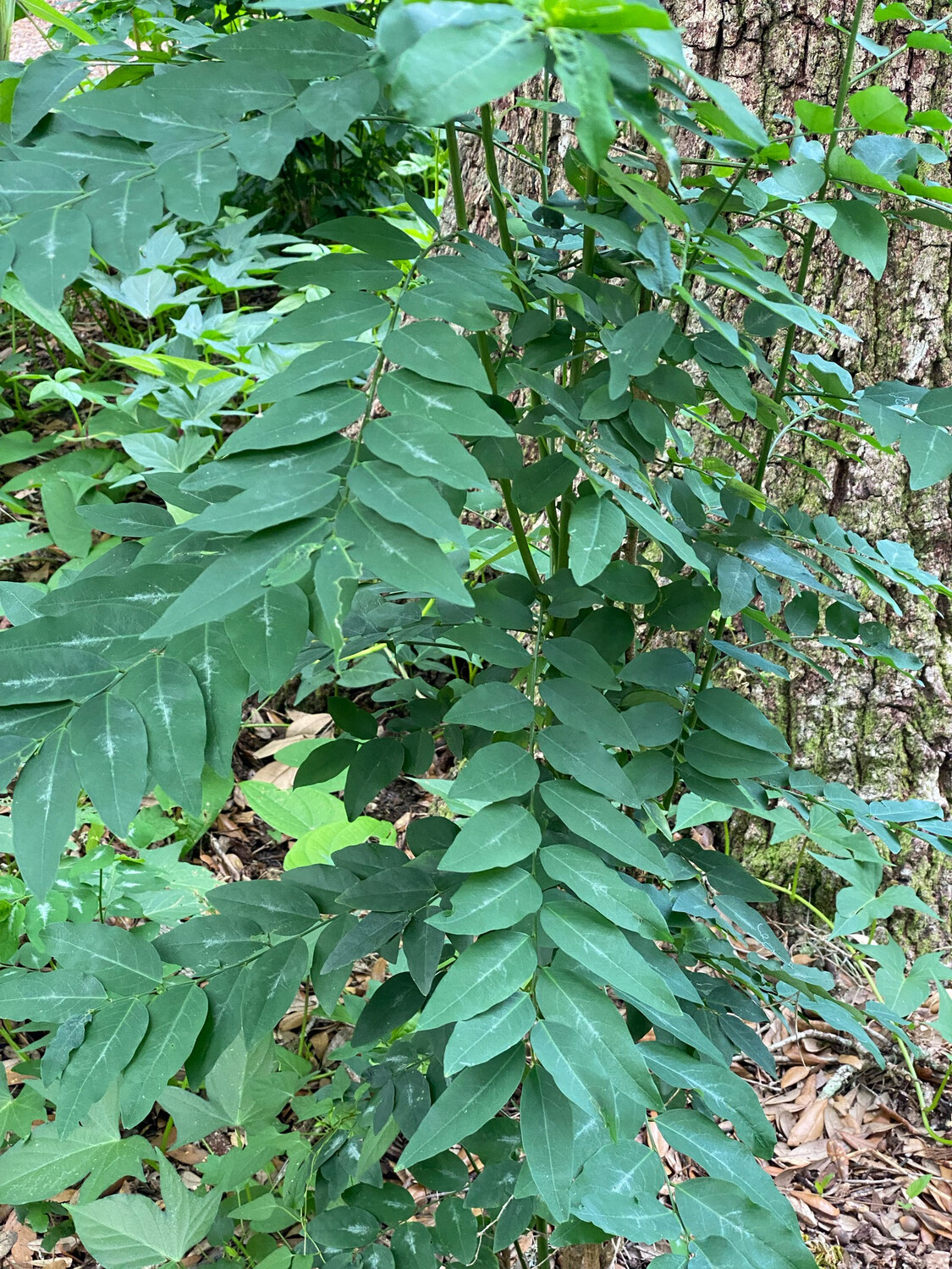 Katuk Plant - Nutrient-Packed Delight 🌿🍴