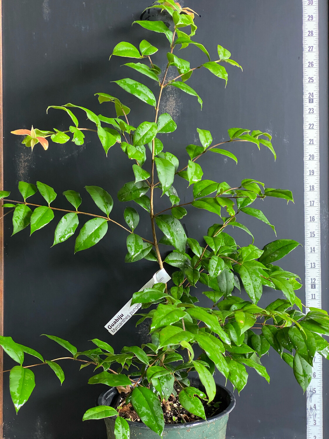 Discover Guabiju - Unique Fruit Tree 🌳🍇 | GreenDreams Nursery