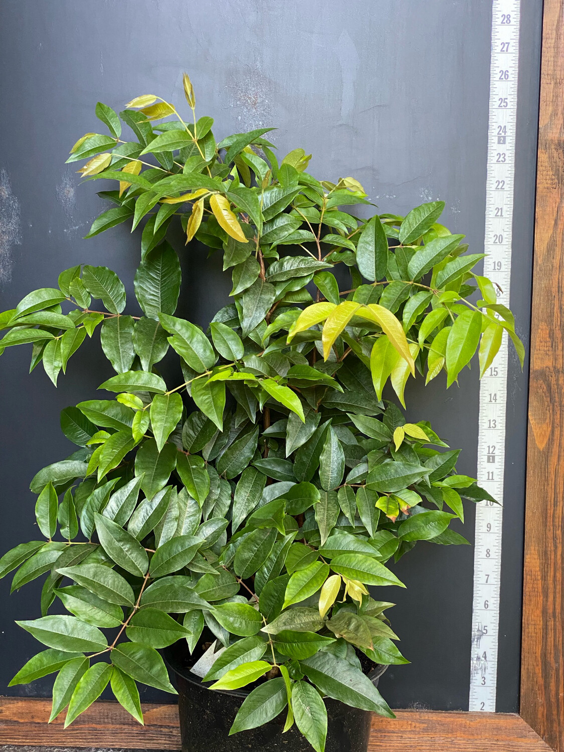 Scarlet Jaboticaba Tree - Exotic Fruits at Your Fingertips! 🍇🌴