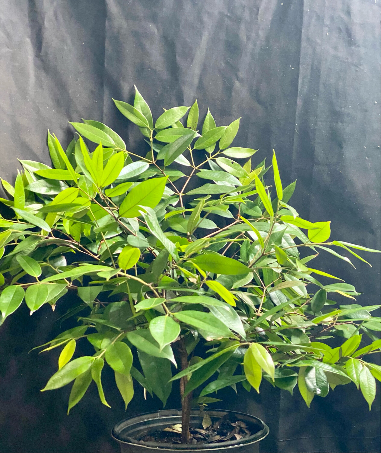 Cambuca Tree: A Rare Brazilian Fruit Gem | GreenDreams Organic Nursery