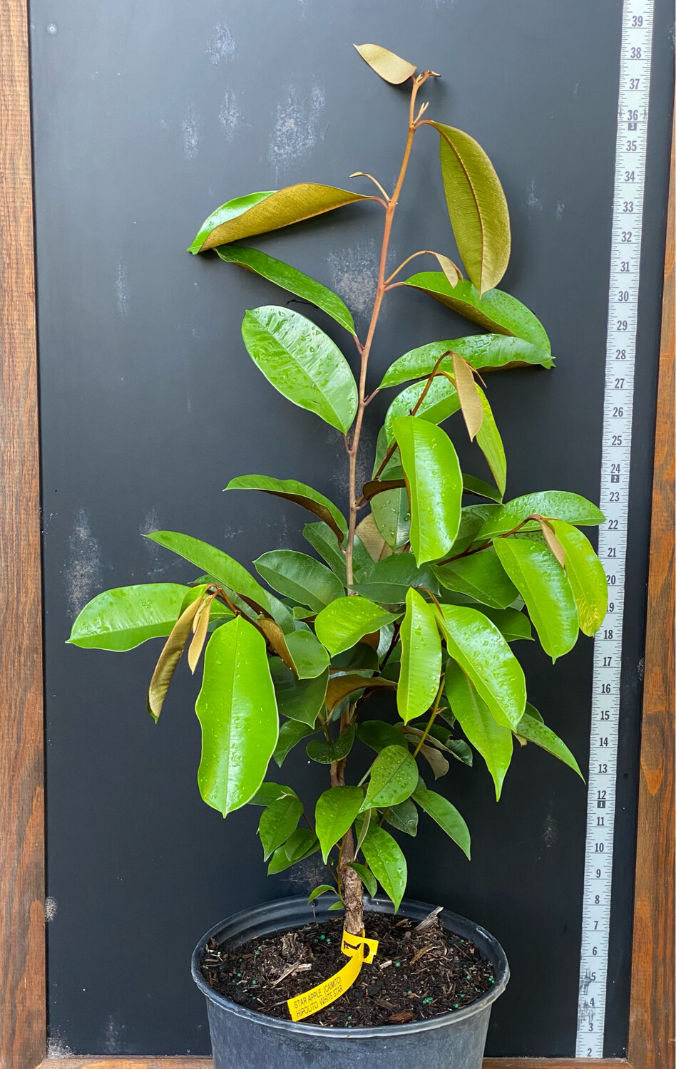 White Star Apple - Tropical Fruit Tree | Green Dreams Nursery