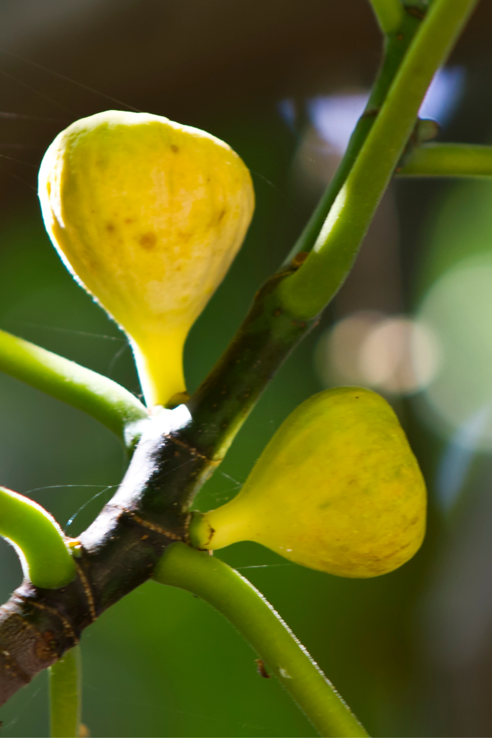 Honey Fig - 'Yellow Long Neck' 🍯 | GreenDreams Organic Nursery Online Store