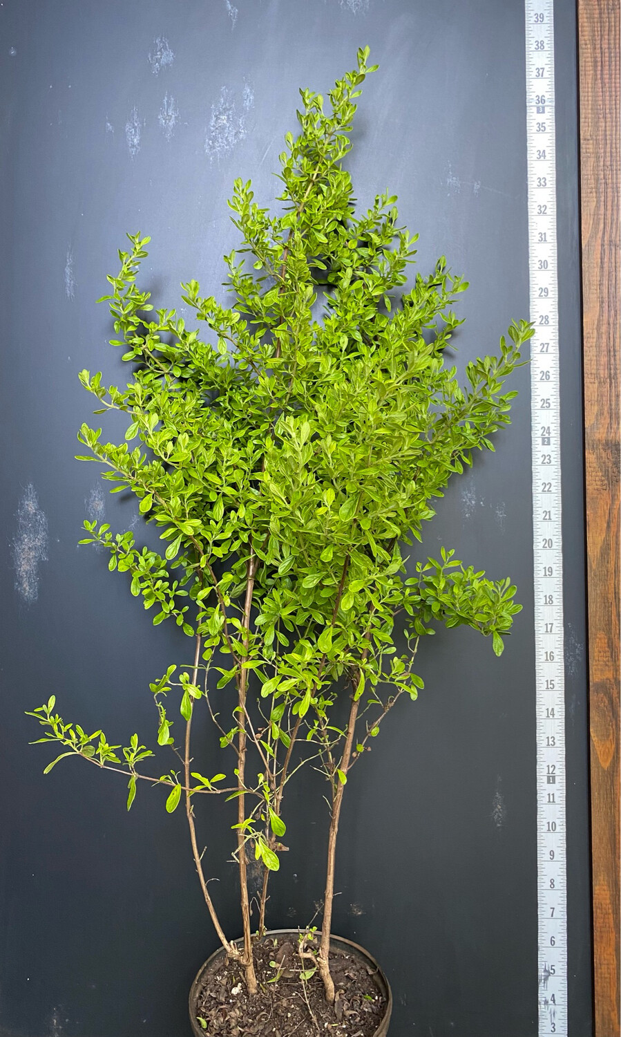 Jamaican Mint Tree Jamaican Mint Tree, Kama Sutra Mint Tree Satureja ...