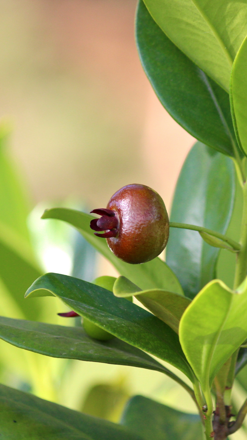 Tropical Delight! Dwarf Grumichama - Exotic Fruit & Ornamental Plant 🌴🍒