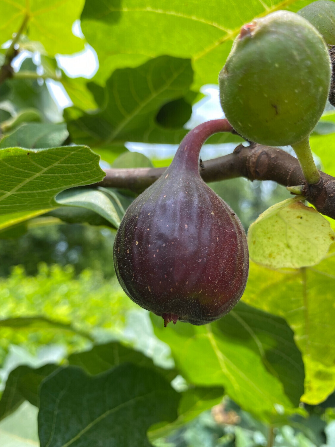Fignomenal Fig: Compact & Flavorful 🍇 | GreenDreams Online Nursery