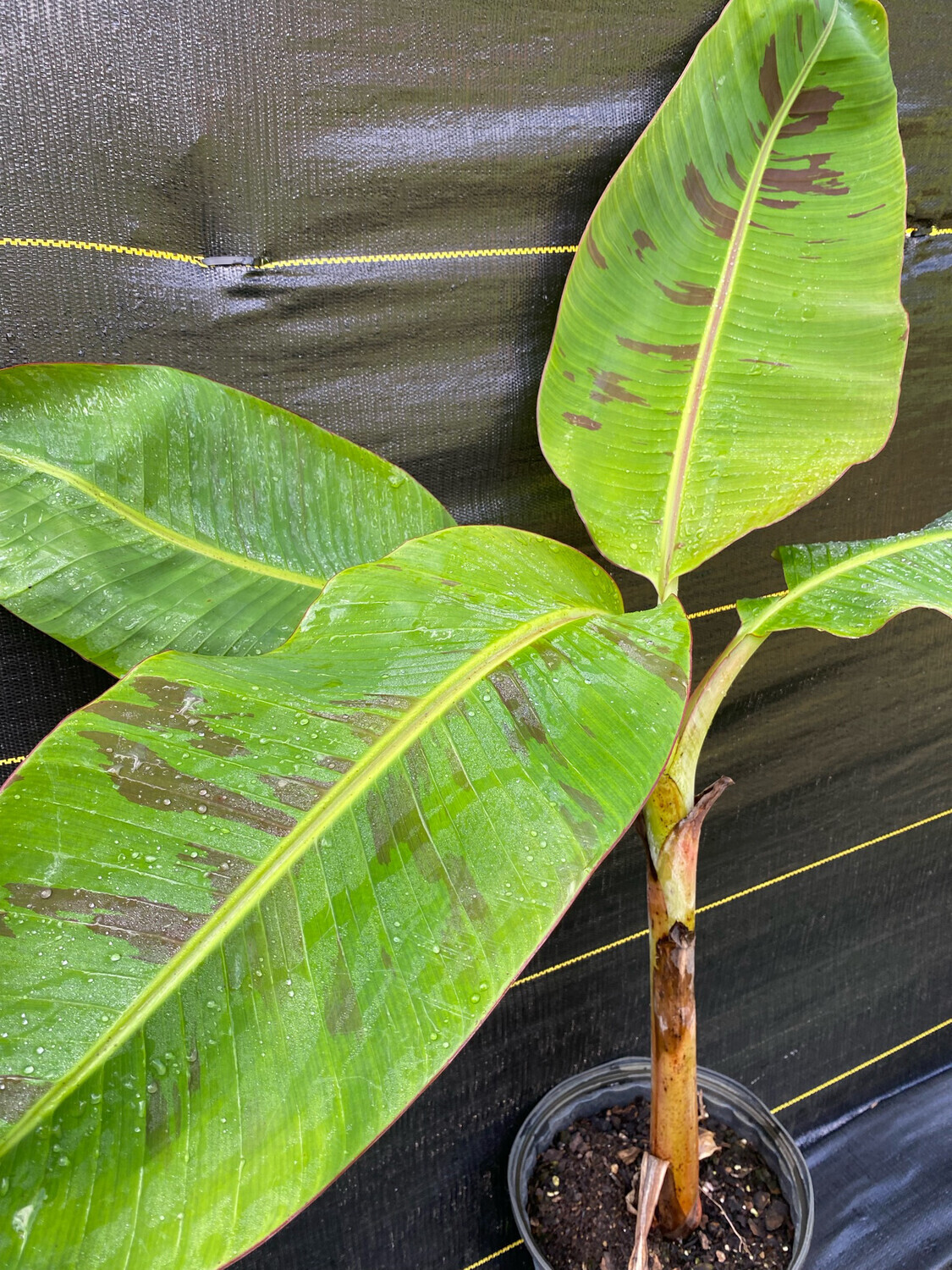 Super Red Banana Plant (Musa acuminata): Fast-Growing, Tasty & Stunning 🍌🌴
