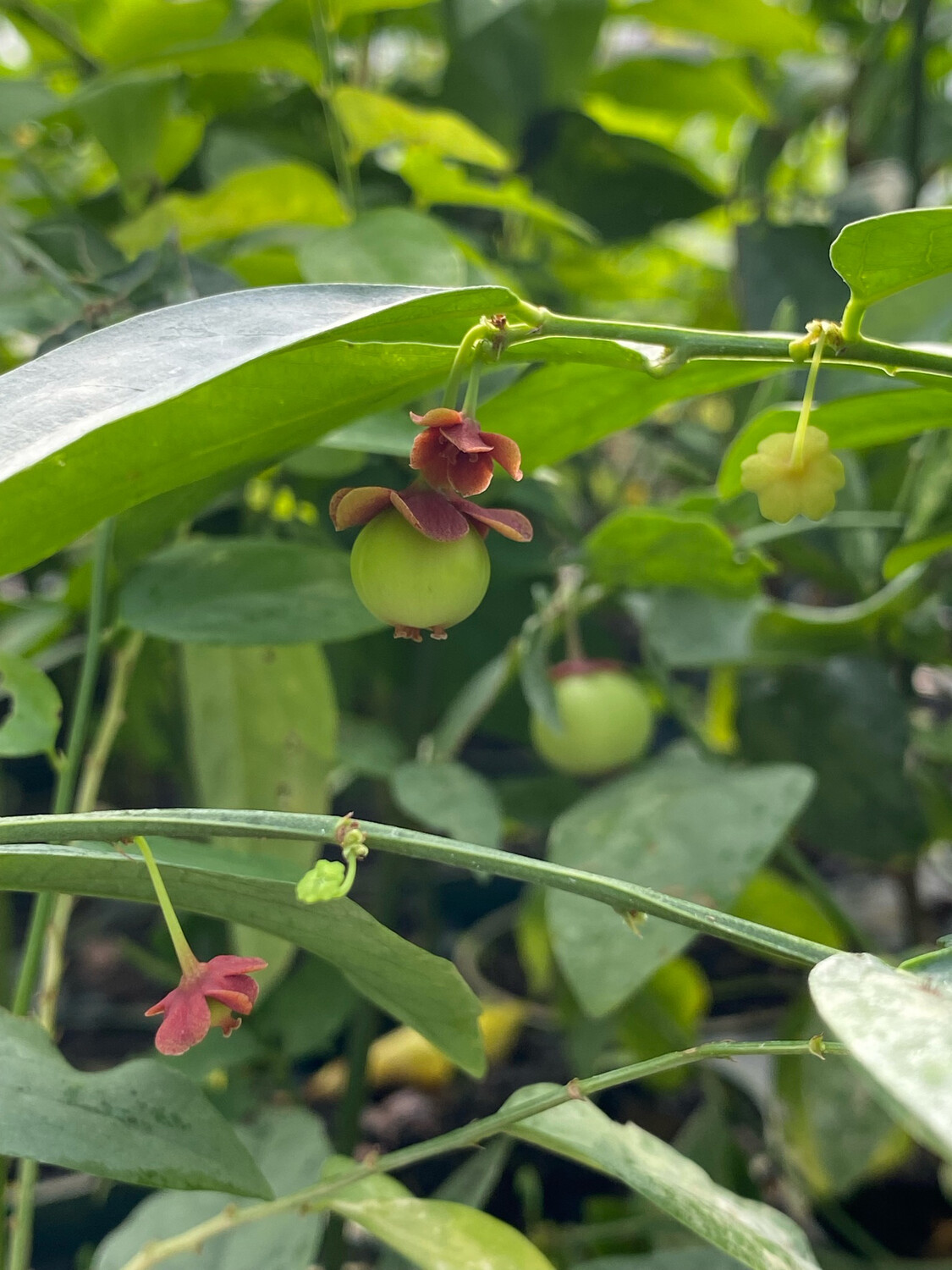 🎨 Variegated Katuk: Rare Edible Delight | GreenDreams Online Nursery 🌿