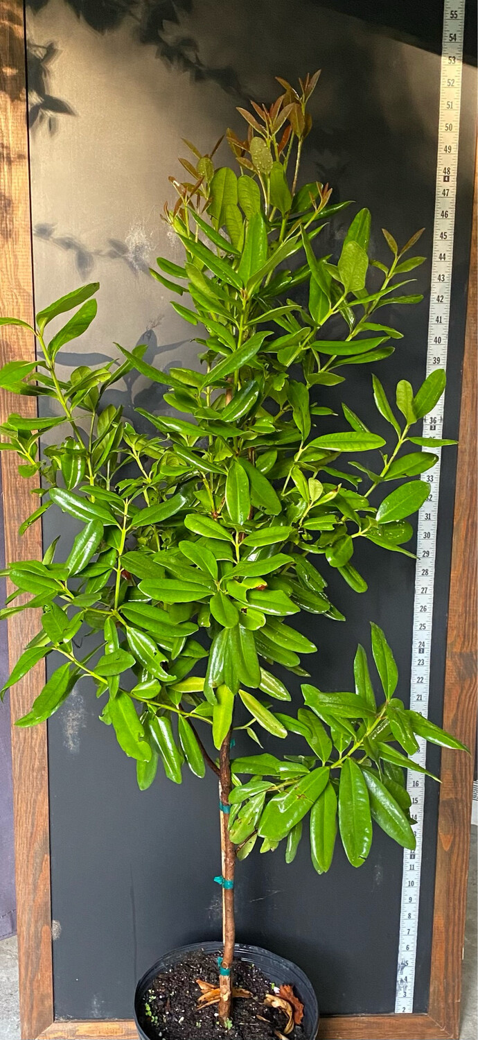 Bay Rum (Pimenta racemosa) - Buy Tropical Aromatic Tree Online ...