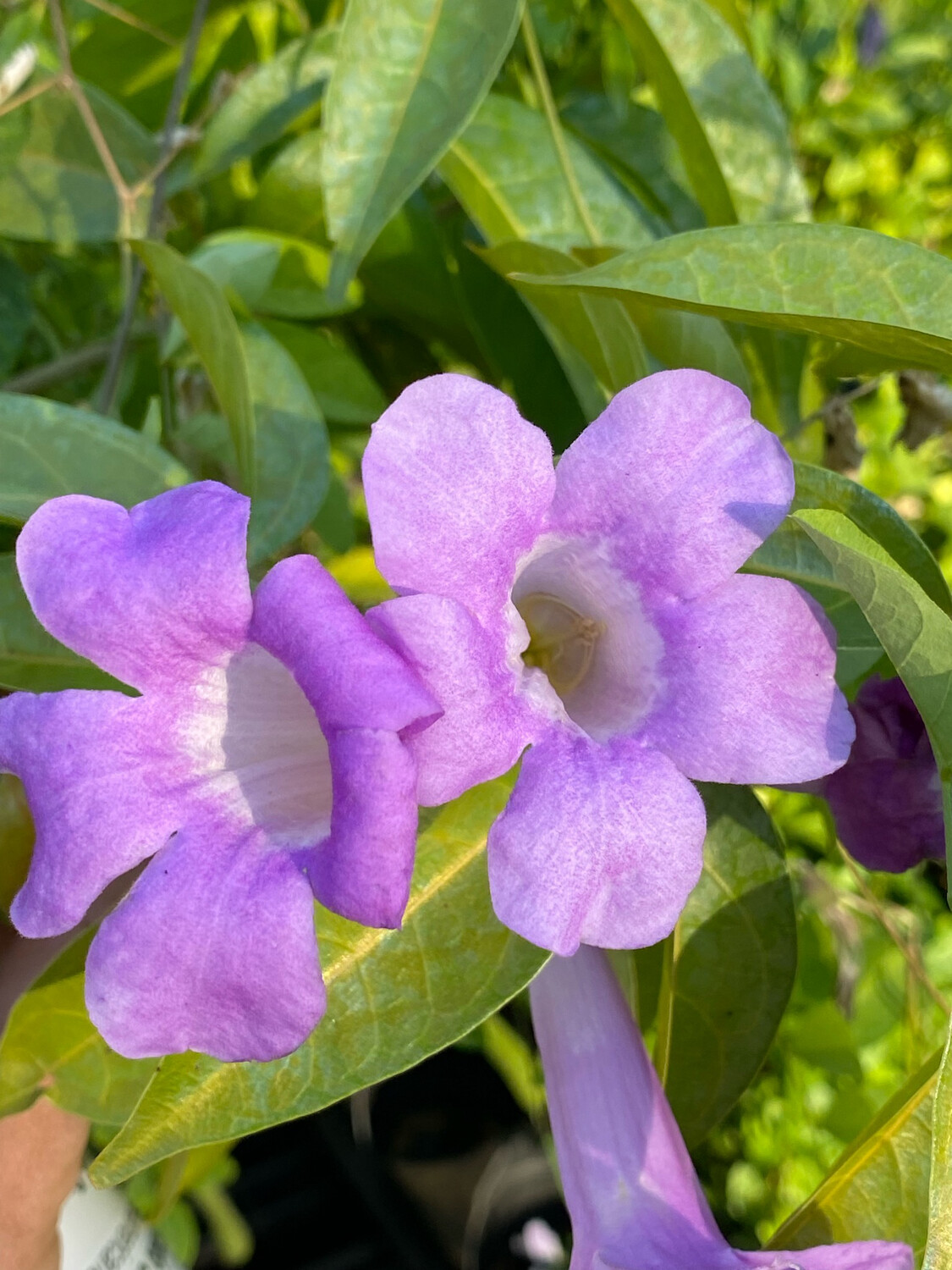 Garlic Vine 🌱 | Exotic Aroma & Beauty - GreenDreams Nursery