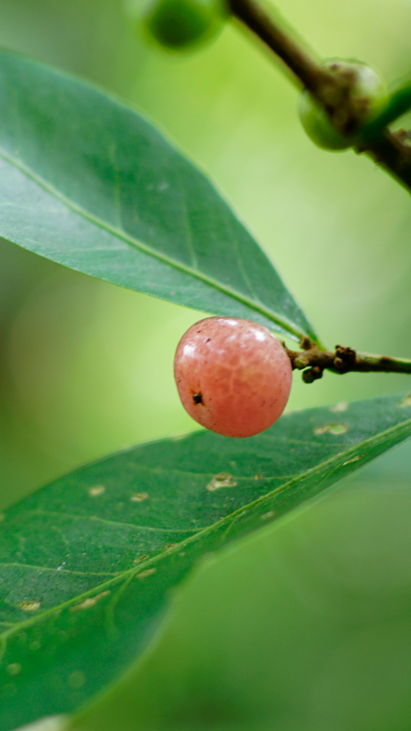 Exquisite Gin Berry Plant 🌱 | Unique Fruit & Ornamental Beauty