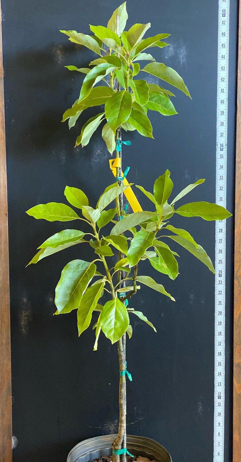 Shop 'Joey' Avocado - Quick & Delicious Fruit Trees