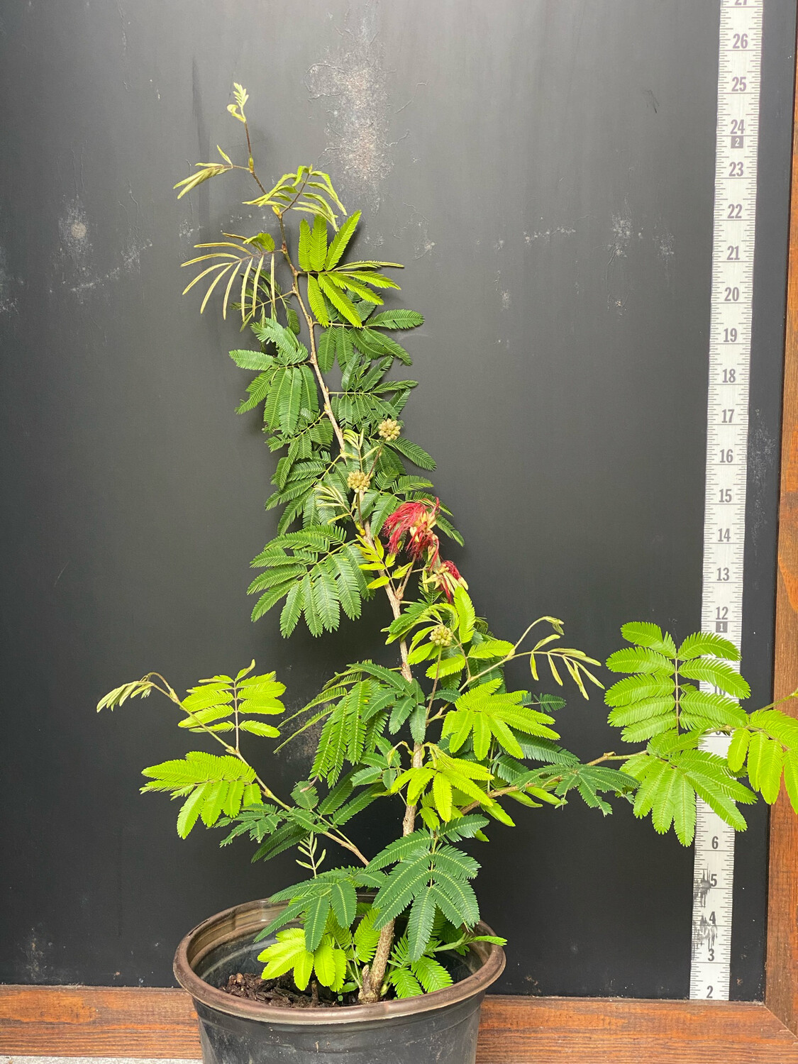 Buy Powder Puff Tree Online - Transform Your Garden with GreenDreams