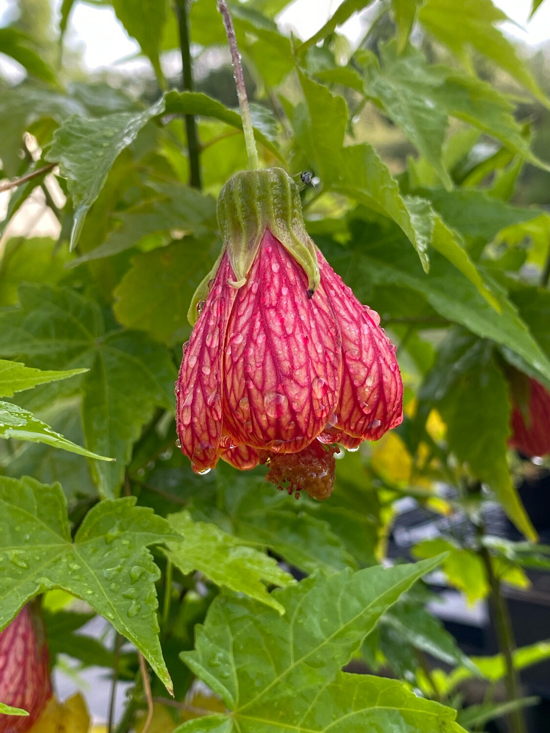 Parlor Maple - (Abutilon striatum) 1G