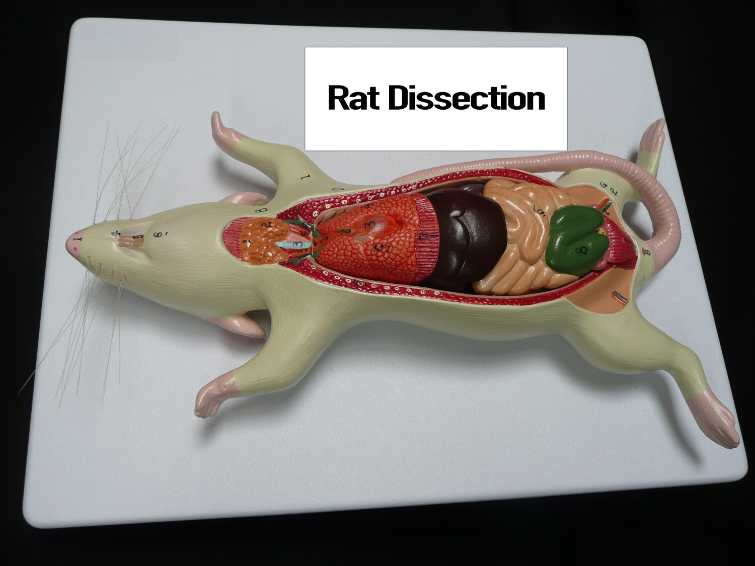 Anatomical Rat Dissection Model