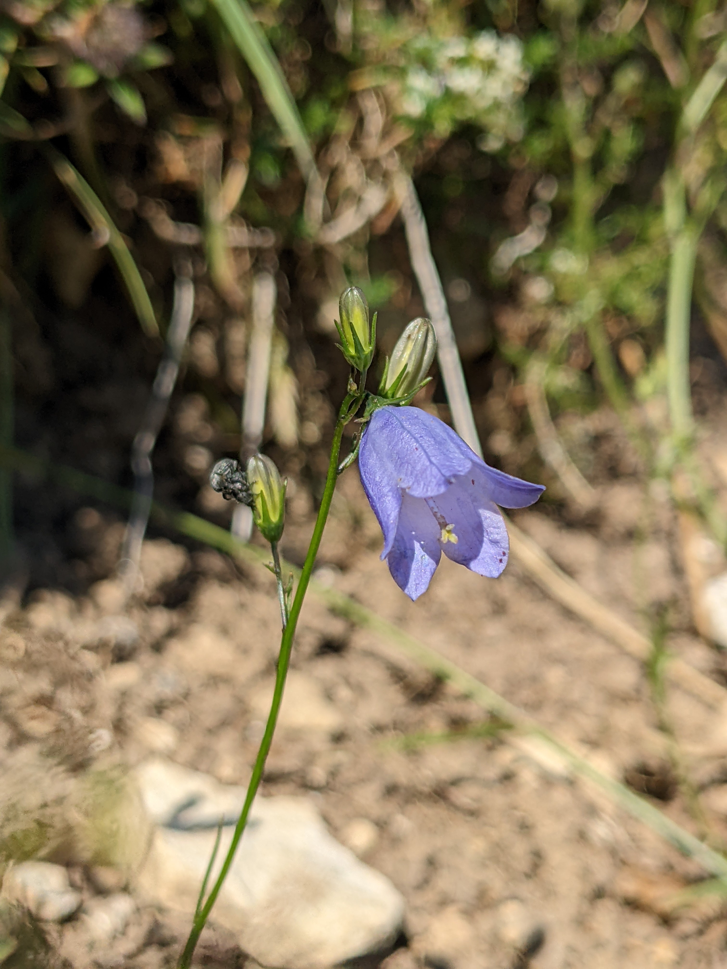 Harebell - Identification and facts