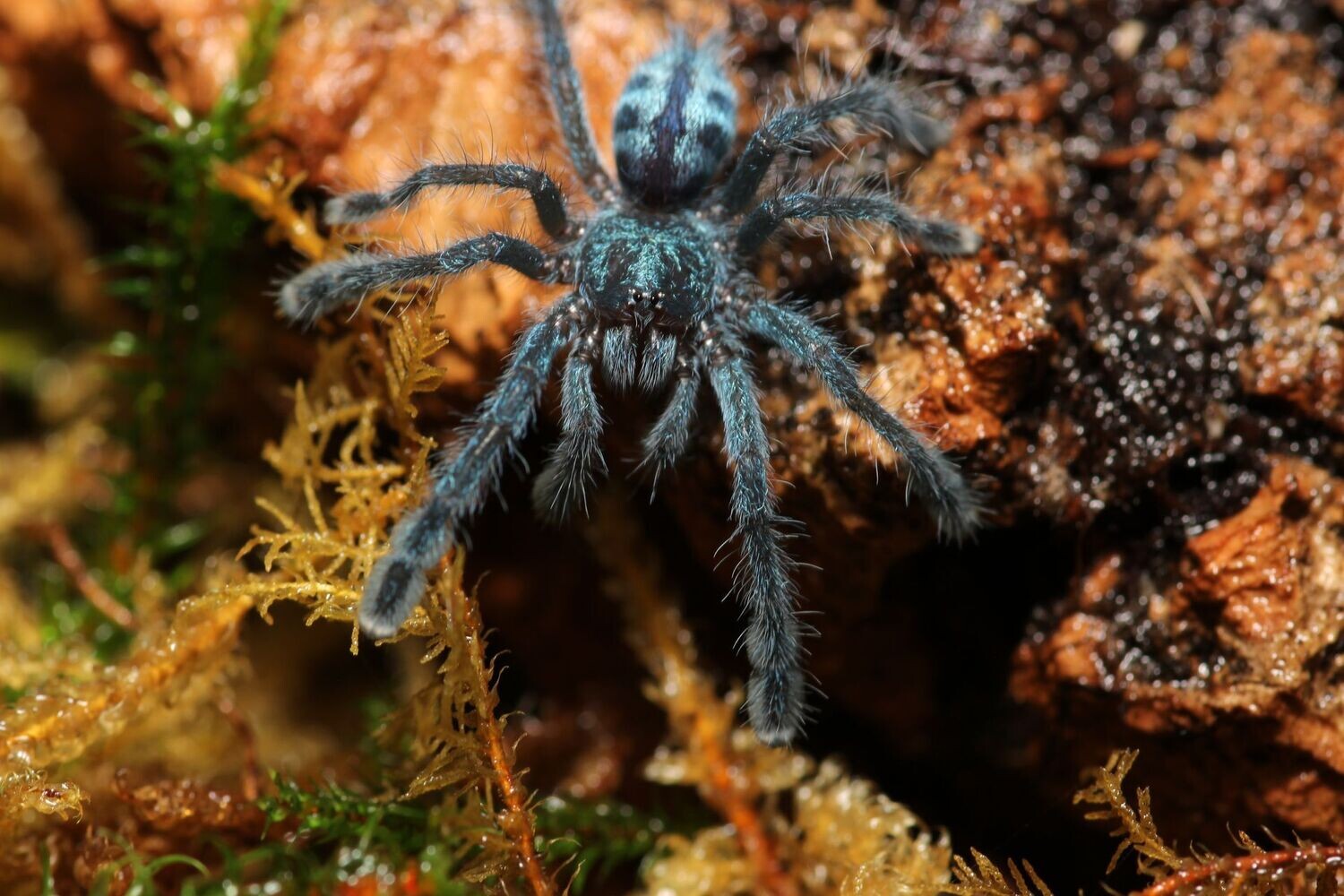 Caribena laeta 1/2"Puerto Rican pink toe