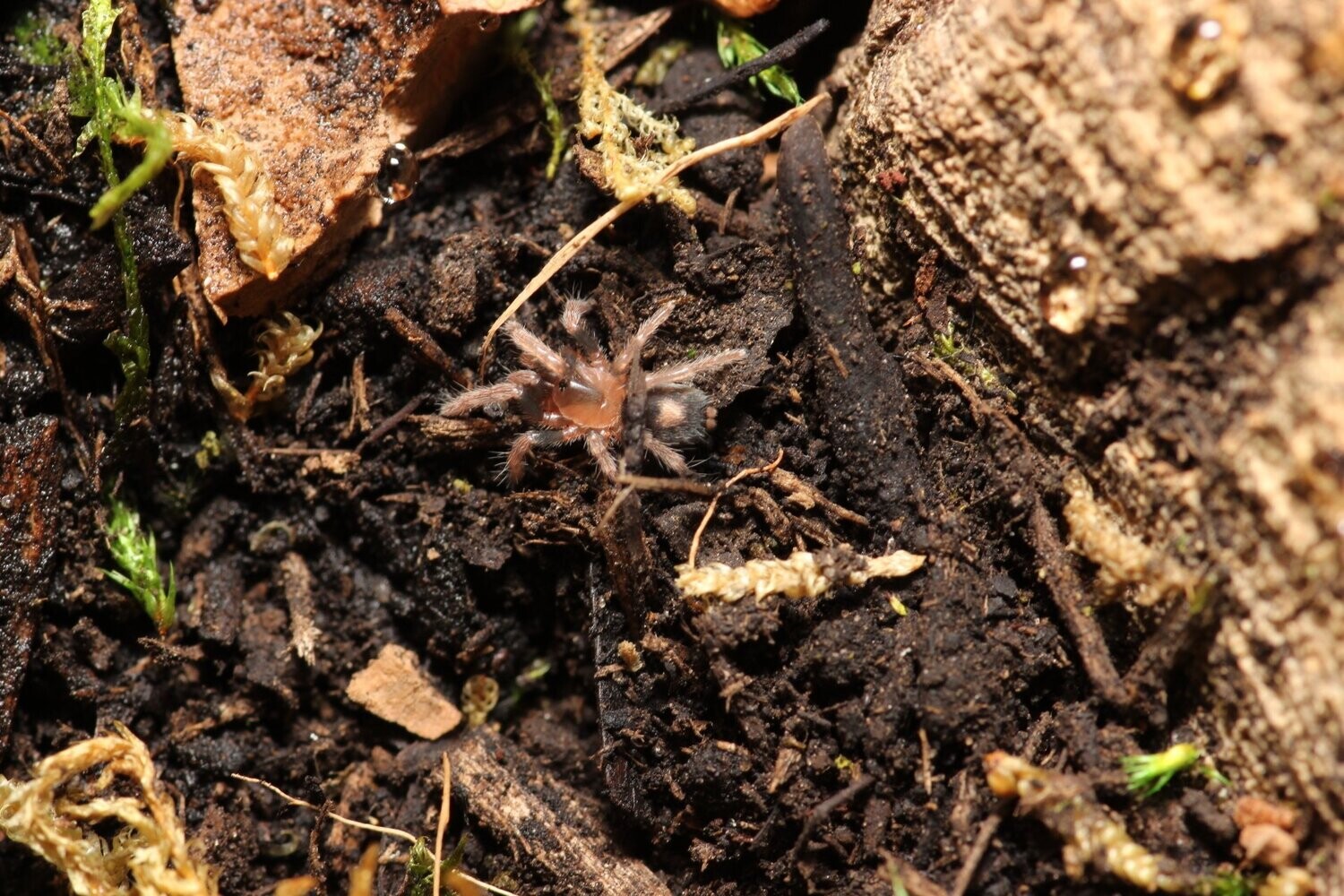 Cyriocosmus elegans 1/8" Trinidad dwarf tiger