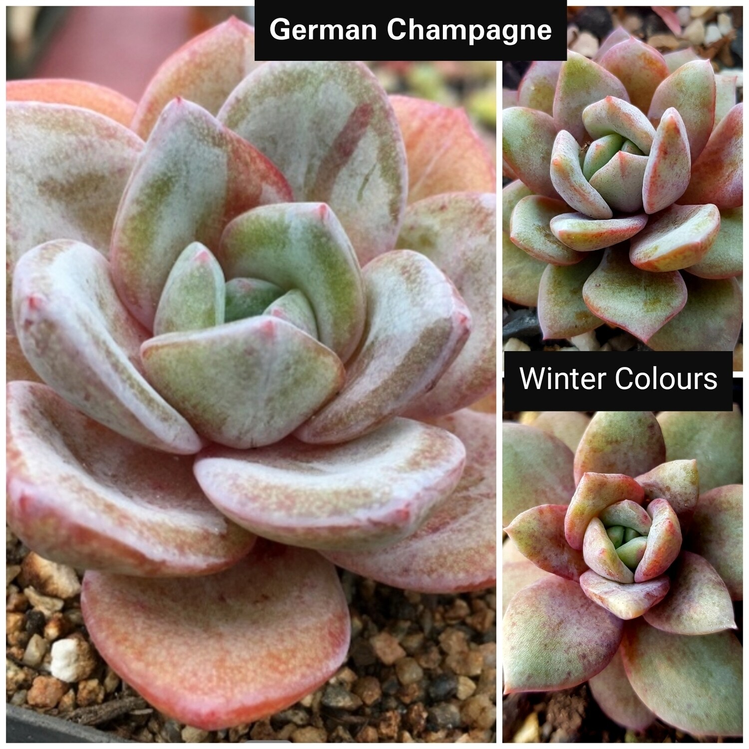 Echeveria German Champagne