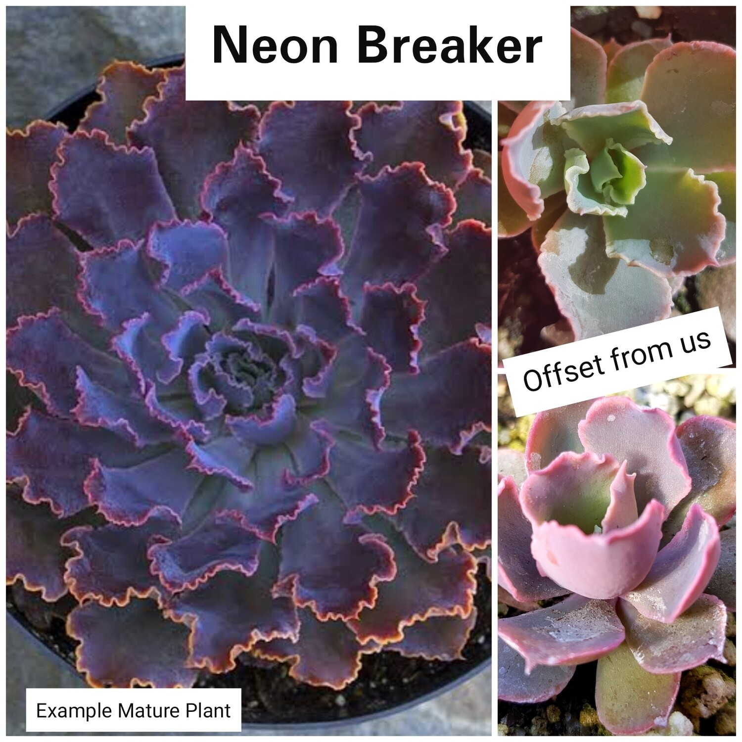 Echeveria Neon Breaker