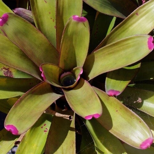 neoregelia spectabilis