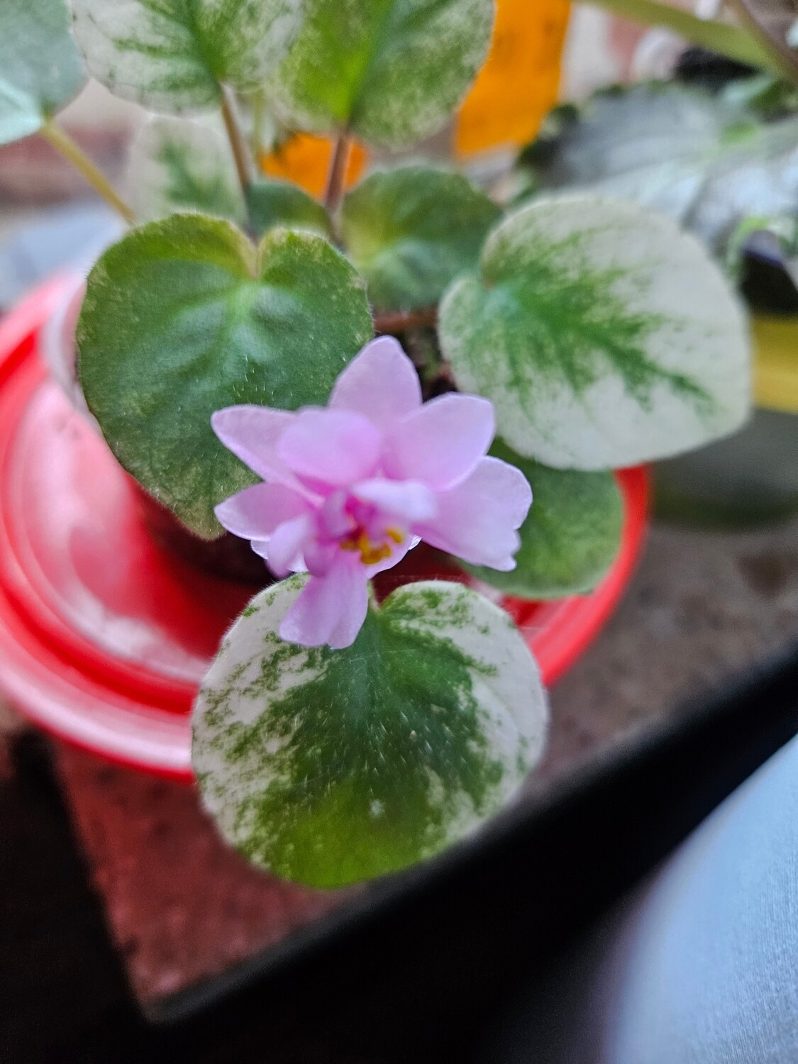 African Violet Ramblin Spots (Variegated Violet) Starter Plant